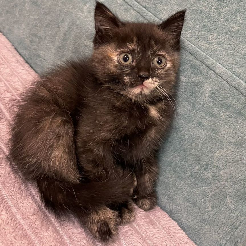 Котёнок в добрые руки