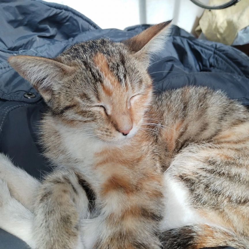 Трехцветную кошечку подбросили в частный дом