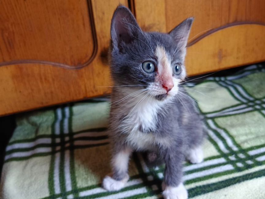 Котенок