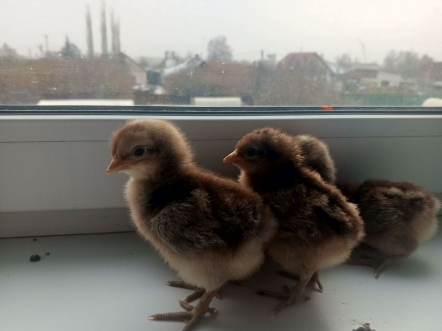 Цыплята билефельдер, орпингтон