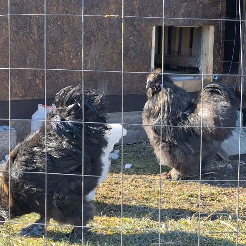 Петух шёлковый (frizzle silkie)