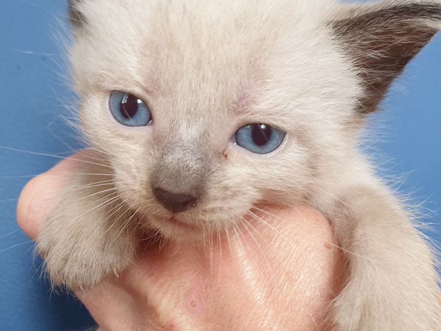 Котенок мальчик 1 месяц