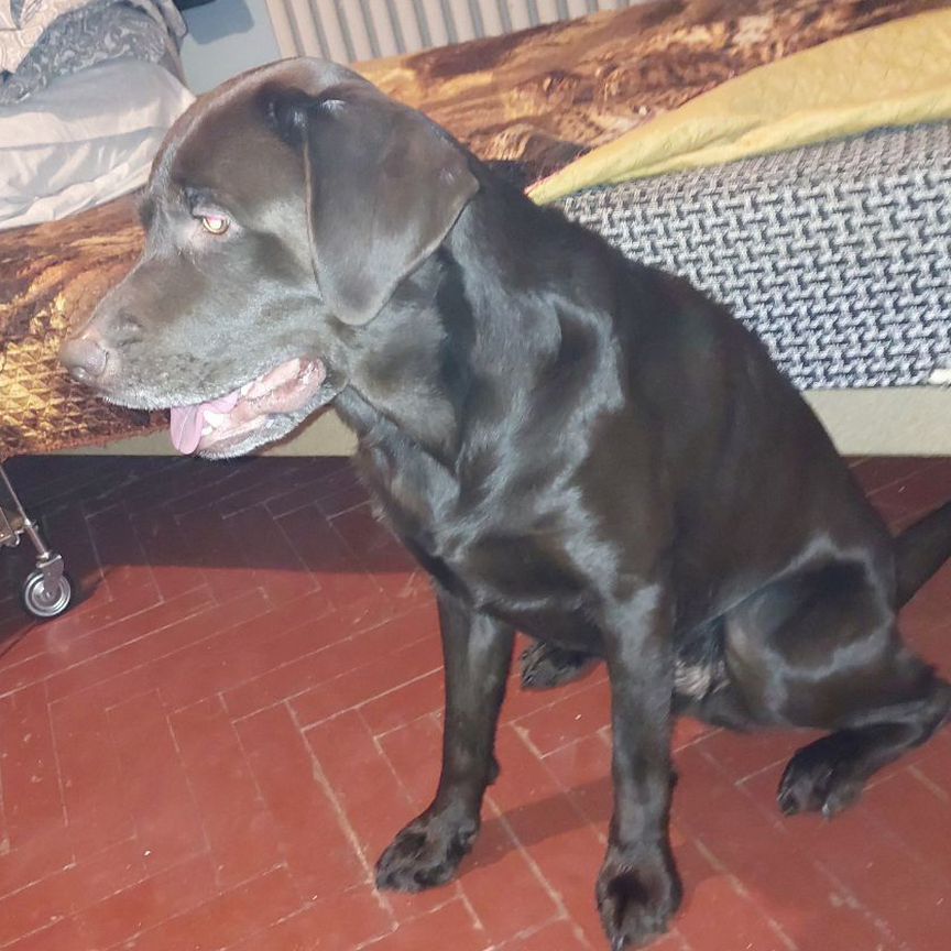 Лабрадор-ретривер, взрослая собака