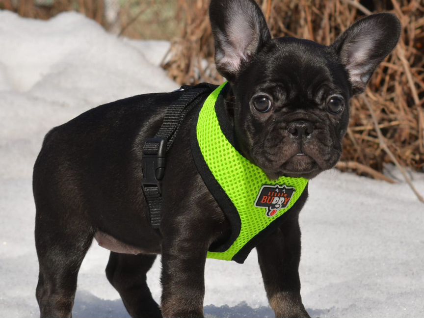 Блэк тан (черно-подпалые) бусинки