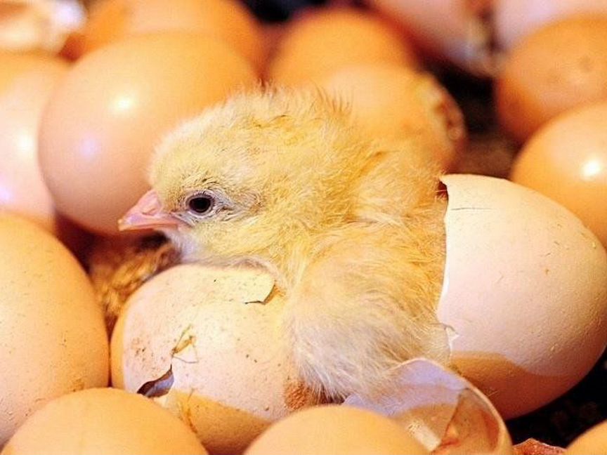 Инкубационное яйцо кур