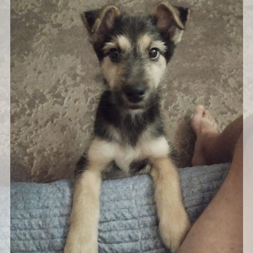 Щенок в добрые руки