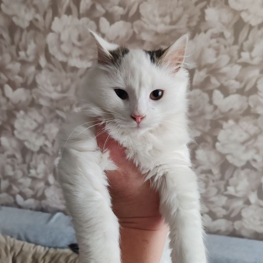 Котенок в дар девочка