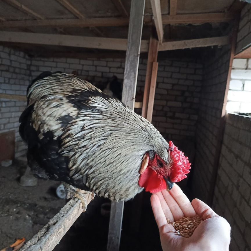 Петухи домашние молодые 10мес