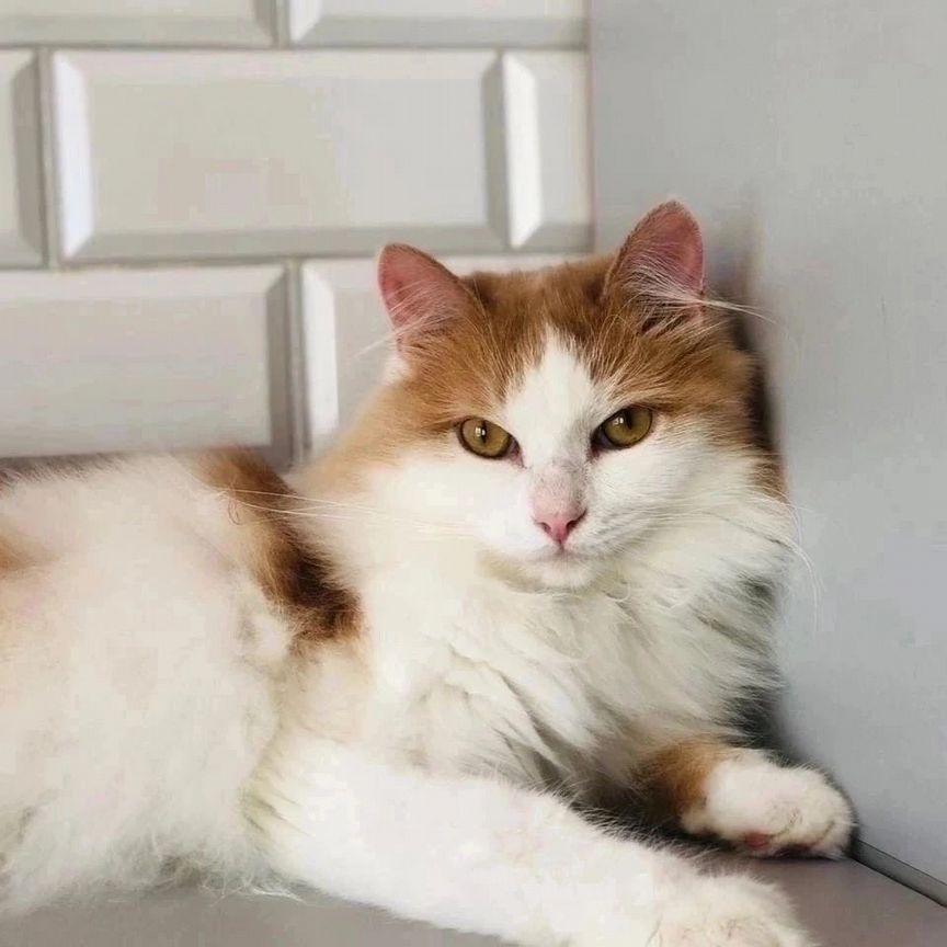 Нежный котик в добрые руки