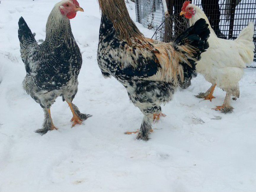 Молодые петушки