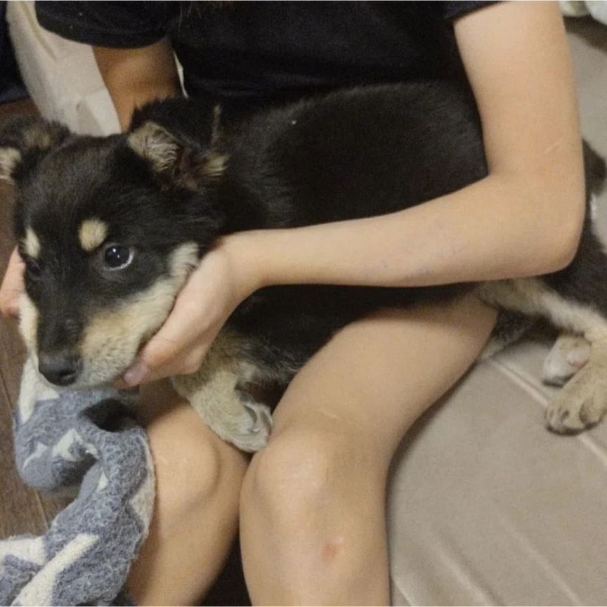 Щенок в добрые руки