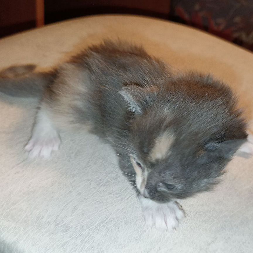 Тайский котёнок