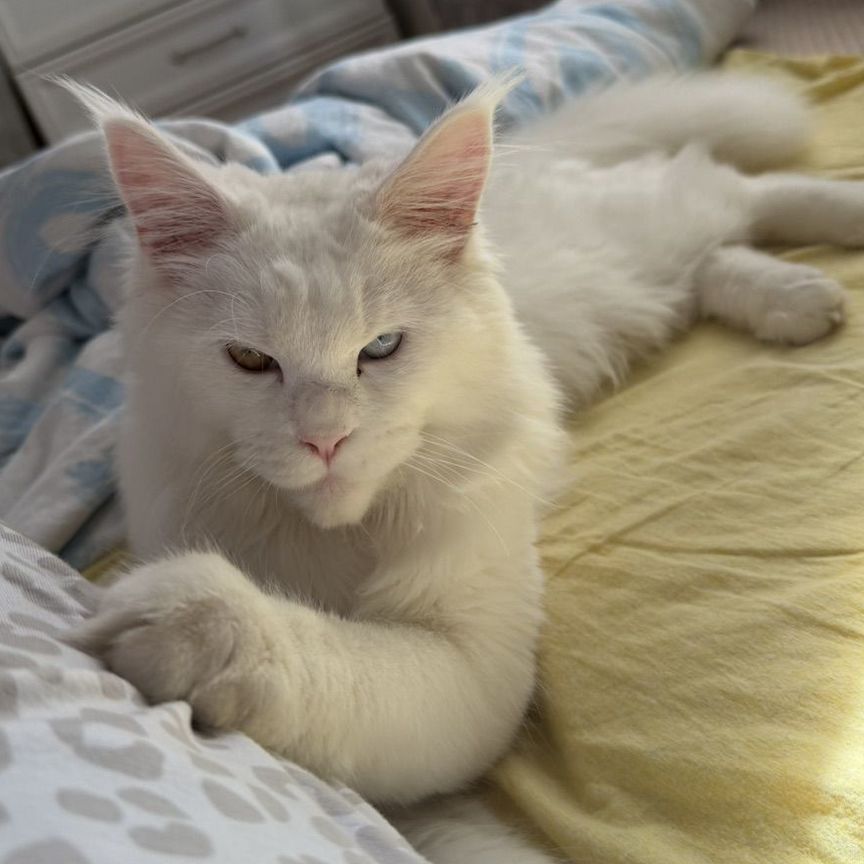 Мейн-кун котёнок