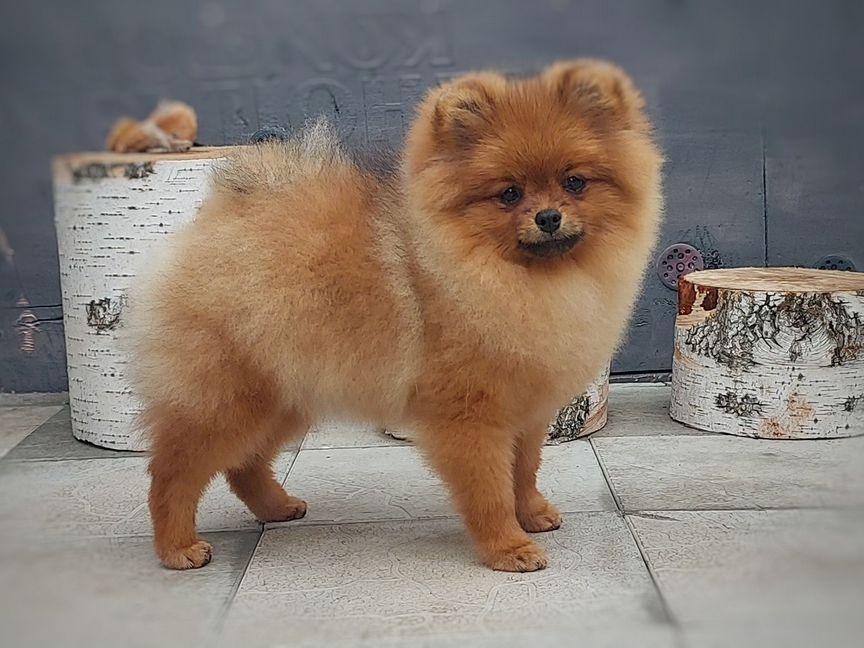 Померанский шпиц