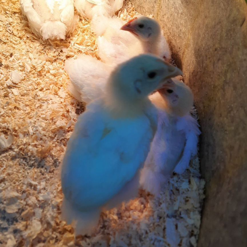 Цыплята бройлеры