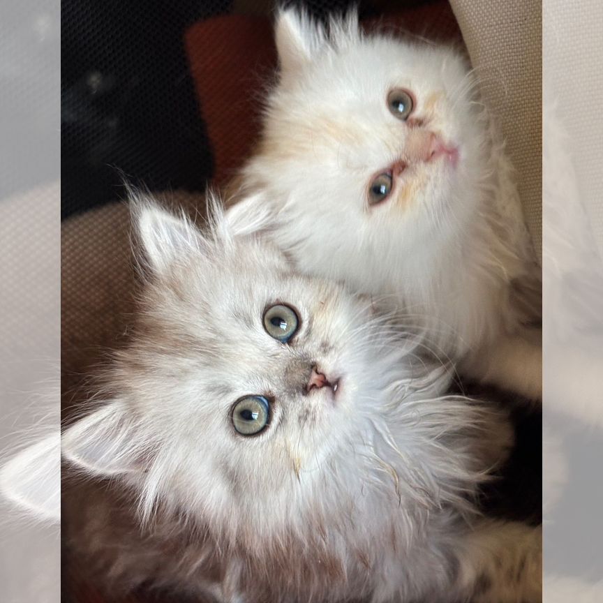 Персидский котёнок