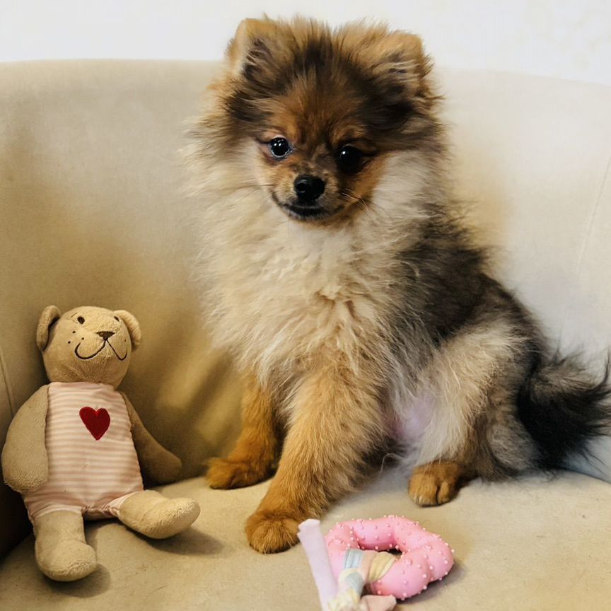 Померанский шпиц, щенок