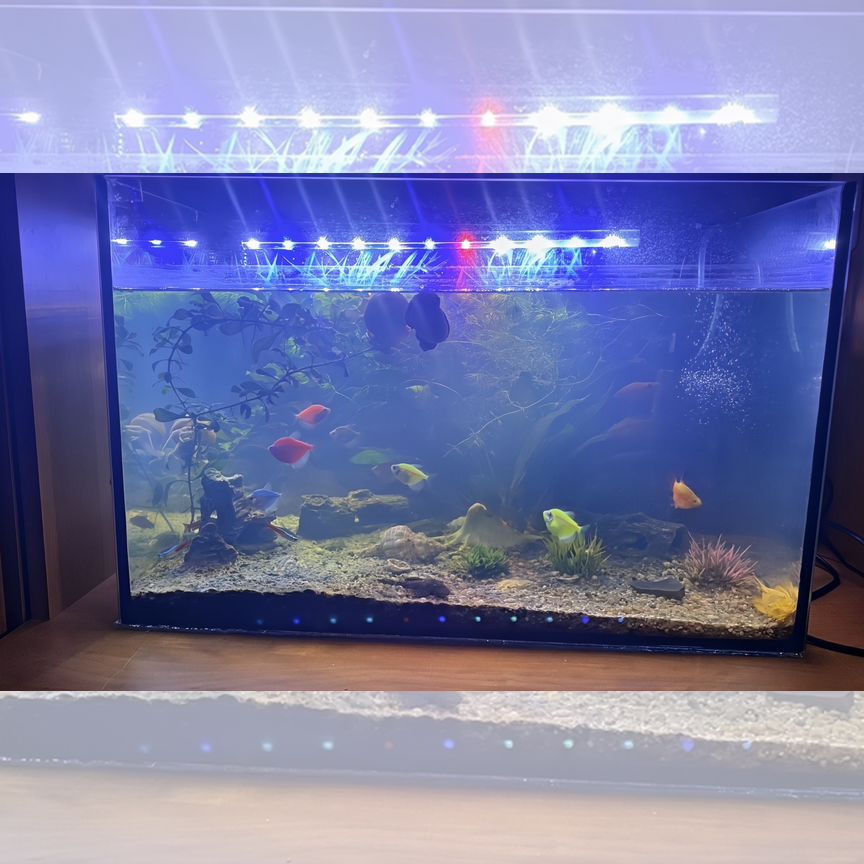 Отдам рыбок