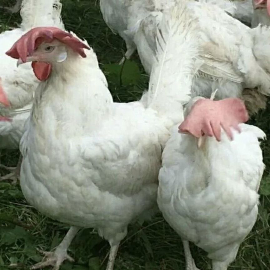 Продам кур несушек