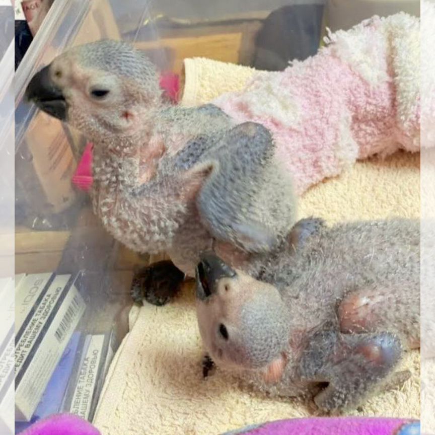 Продам попугая