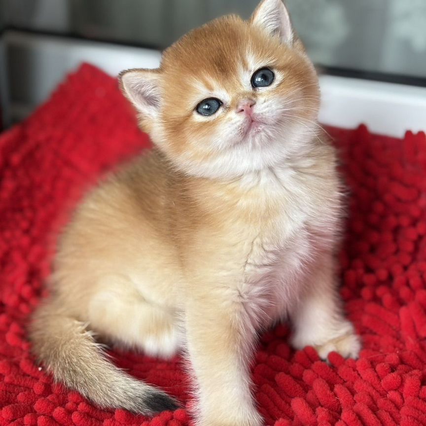 Британский короткошёрстный котёнок