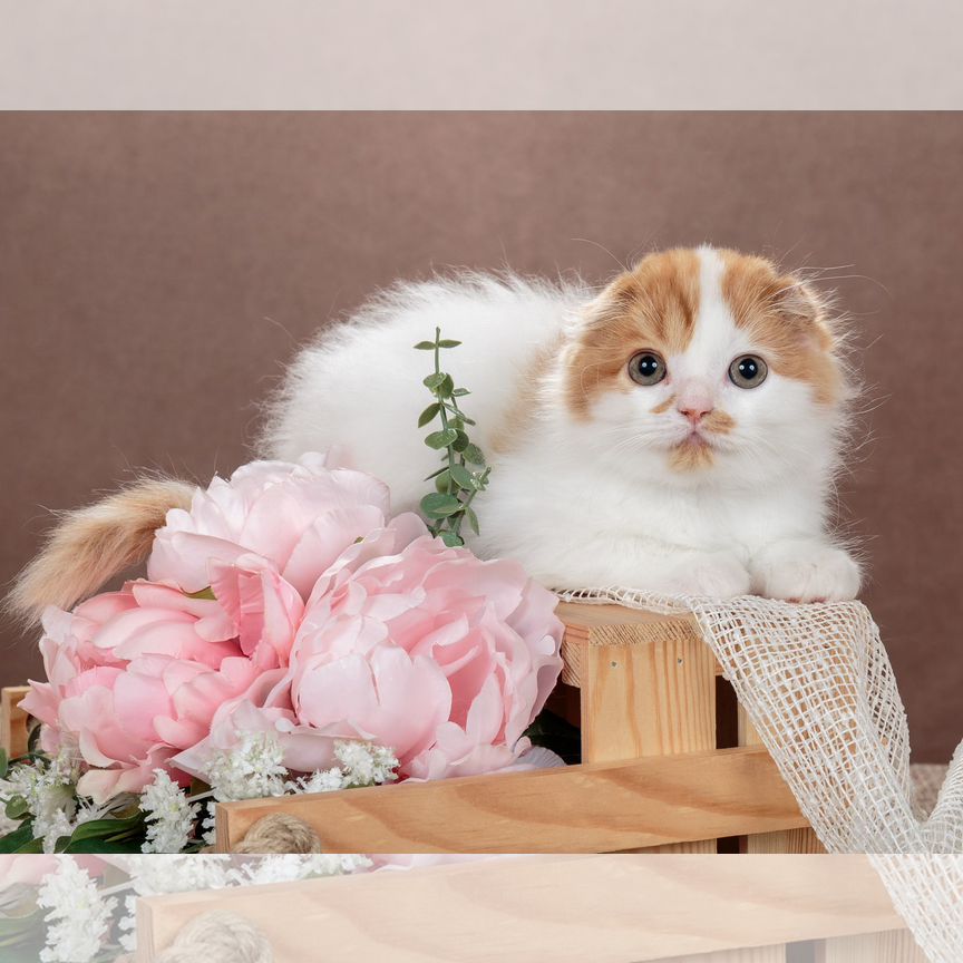 Шотландская девочка вислоухая