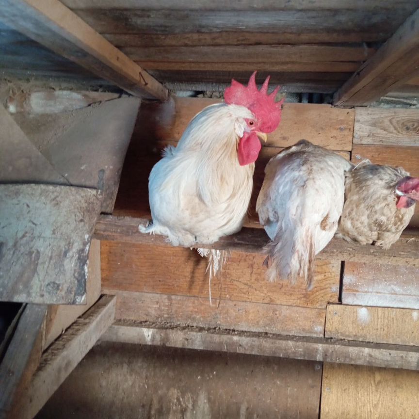 Молодой петух