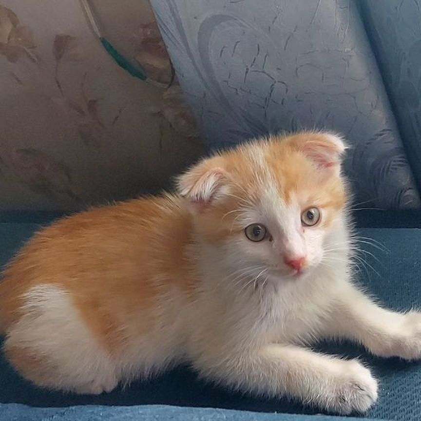 Котенок бесплатно