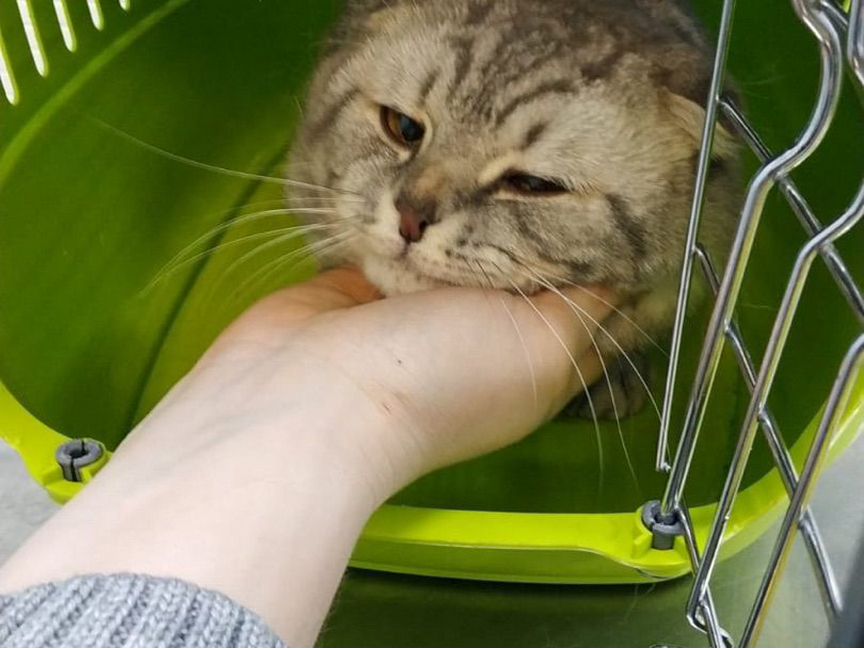 Шотландского котика принесли на усыпление-надоел