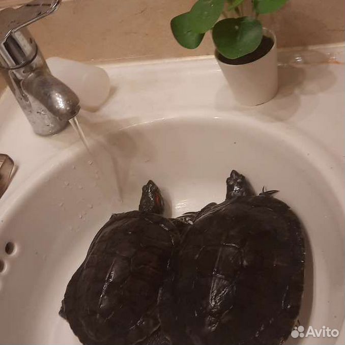 Черепашка водяная