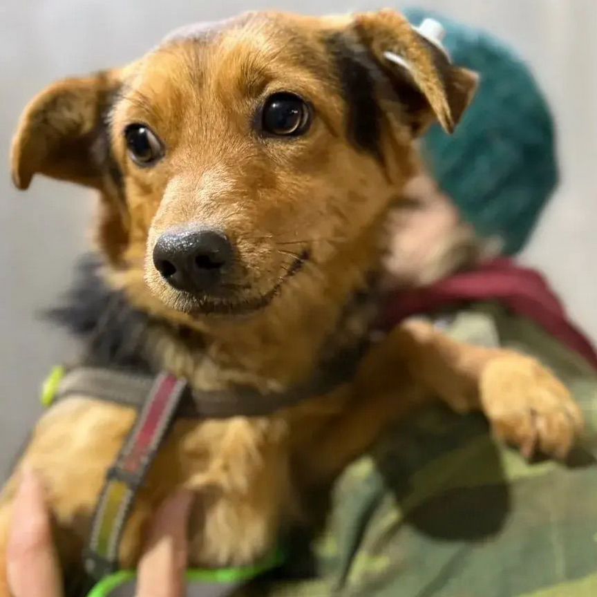 Взрослый пёс в добрые руки