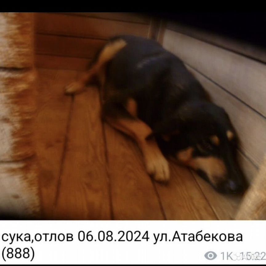 Спасите от усыпления