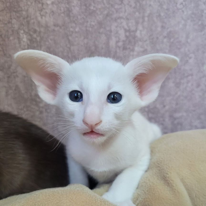 Котёнок ориентальный