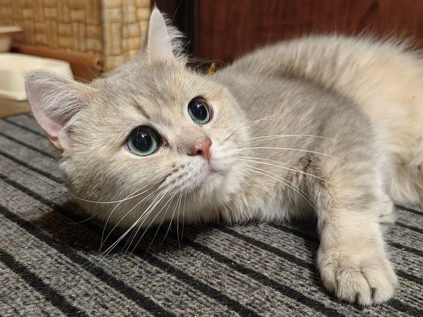 Британский котик голубое золото