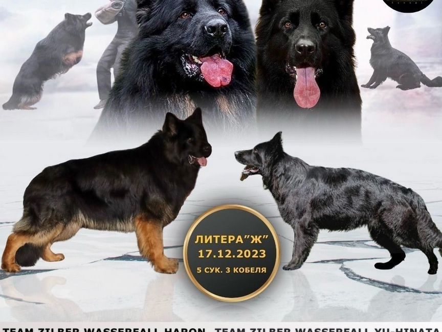 Щенки немецкой овчарки