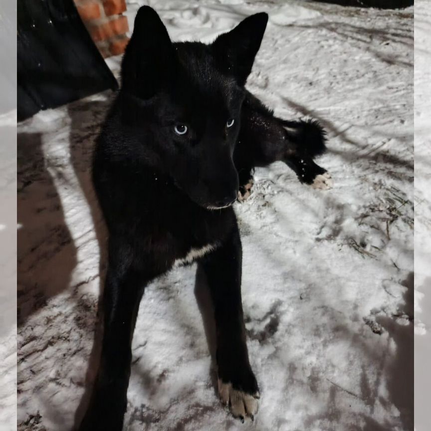 Лайка, взрослая собака