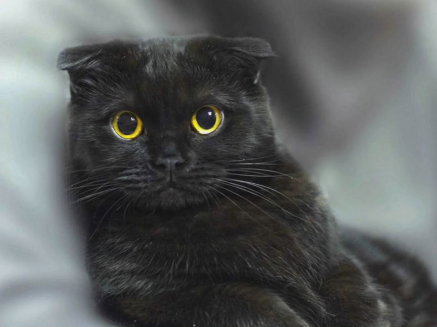 Отдам бесплатно два шерстяных маленьких котят