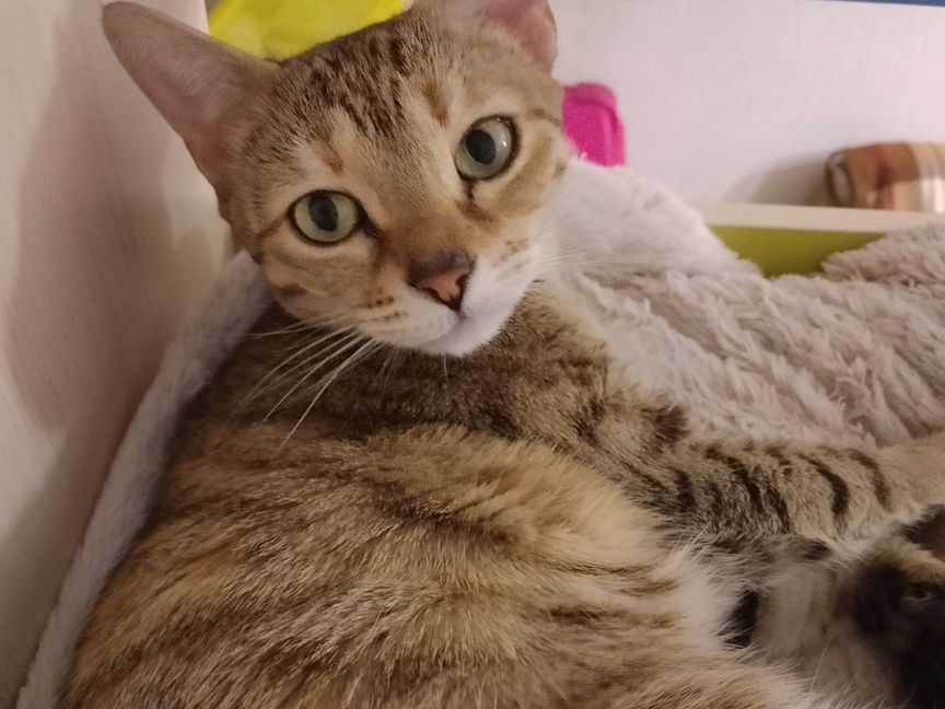 Кошка