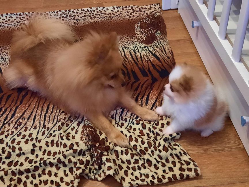 Померанский шпиц вязка