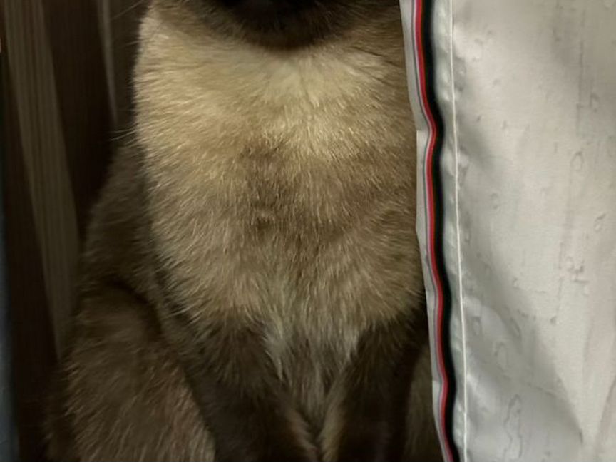 Кот сиамский в дар
