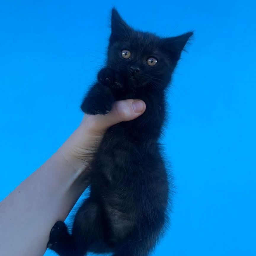 Котята