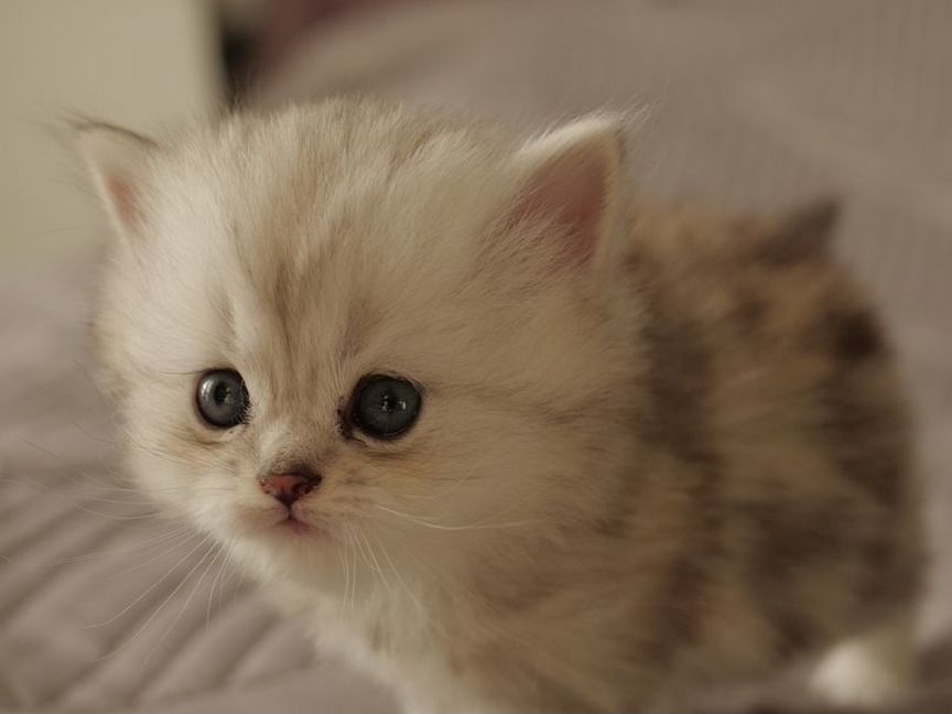 Котенок Британской Шиншиллы