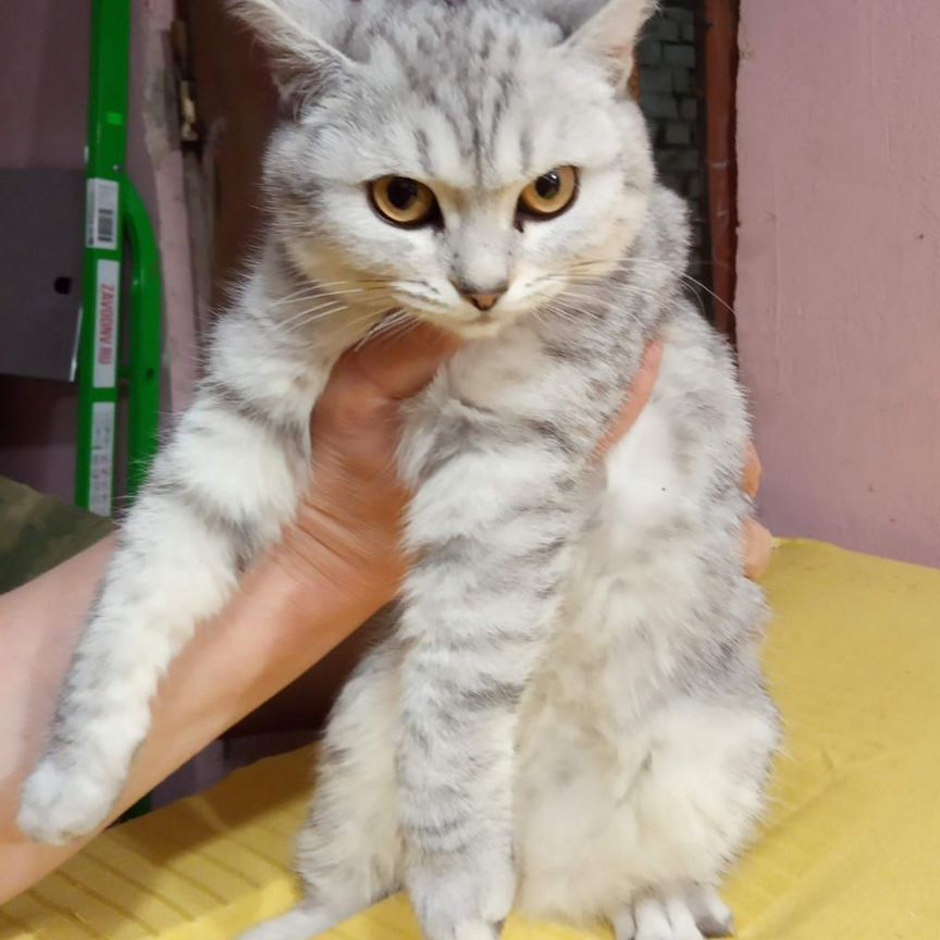 Кошечка смесь с британкой 4 мес
