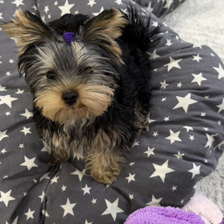 Йоркширский терьер, щенок