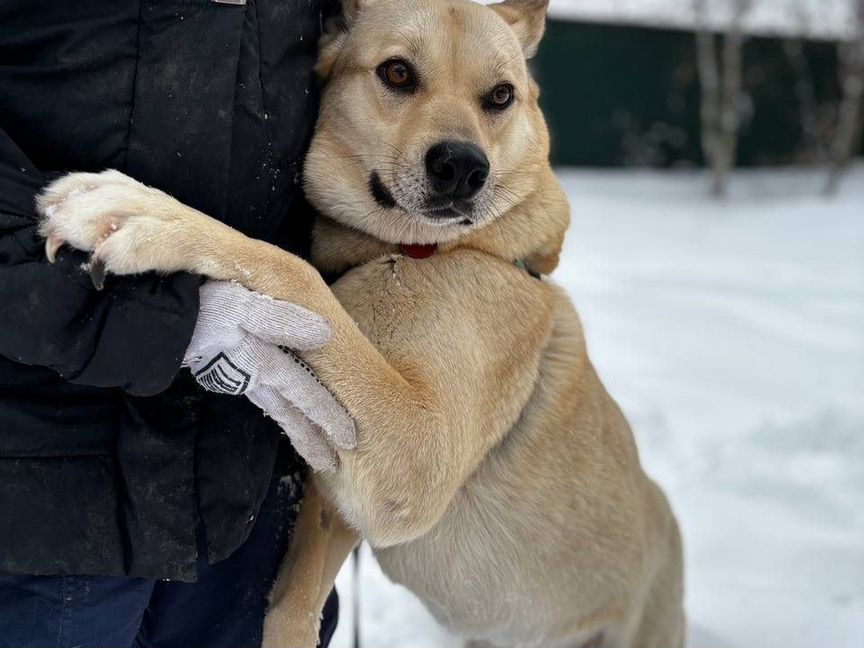 Белоснежка в семью