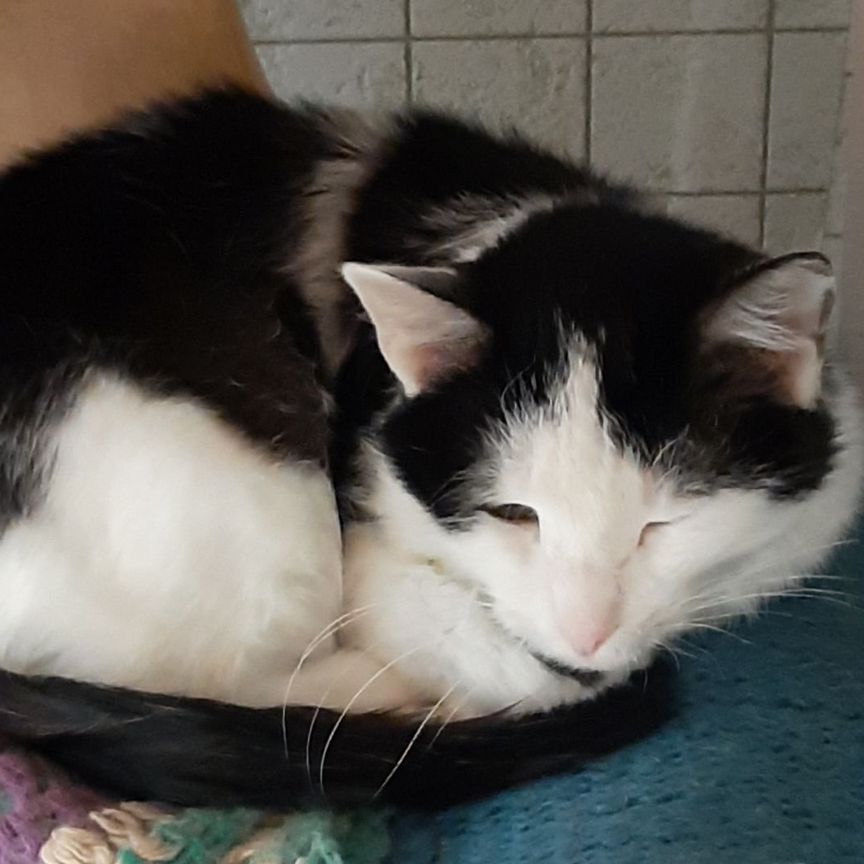 Взрослая, кошка в добрые руки