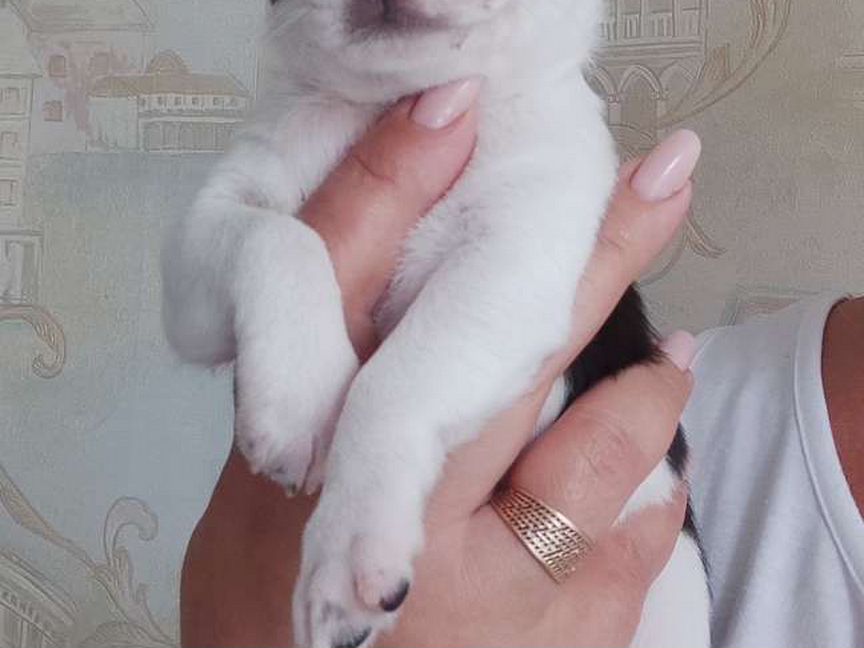 Чихуахуа мальчишки