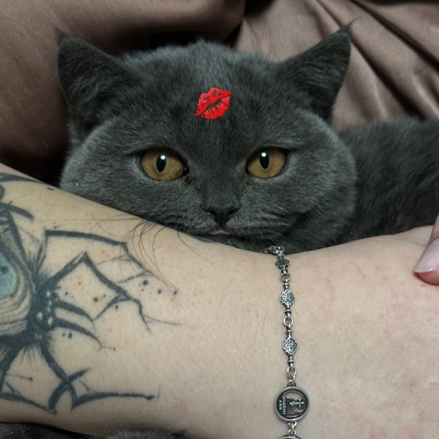 Кошка британка в добрые руки