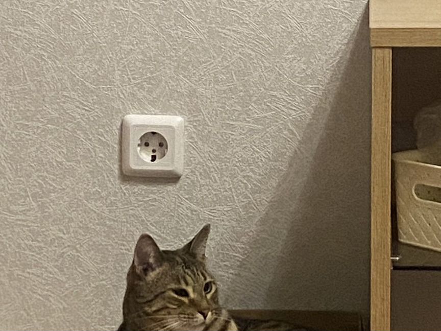 Отдам кота в добрые руки