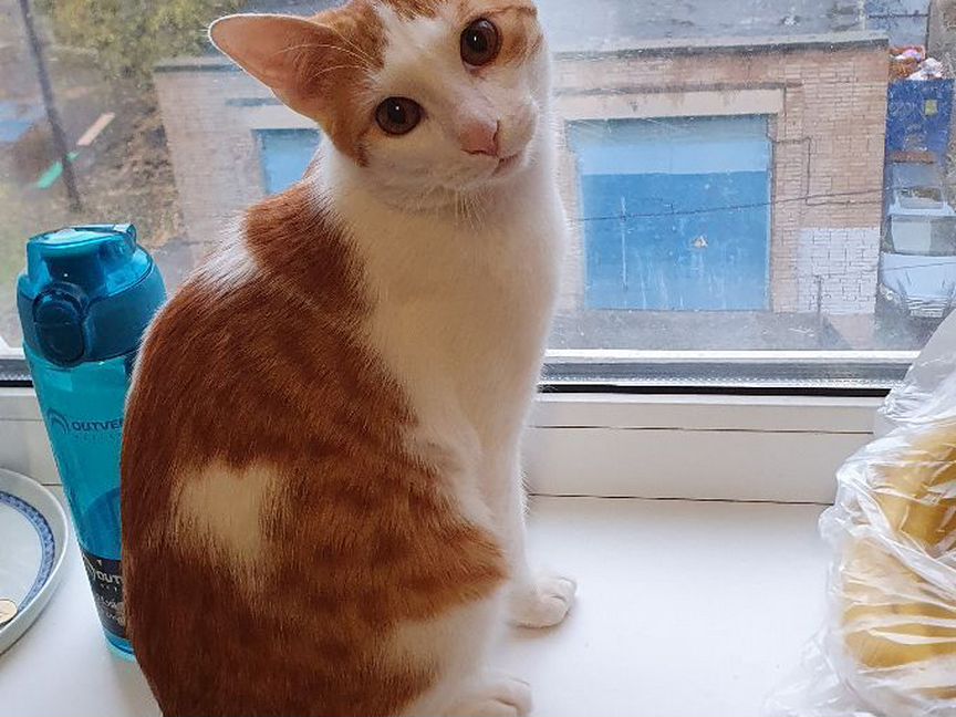 Отдам в добрые руки